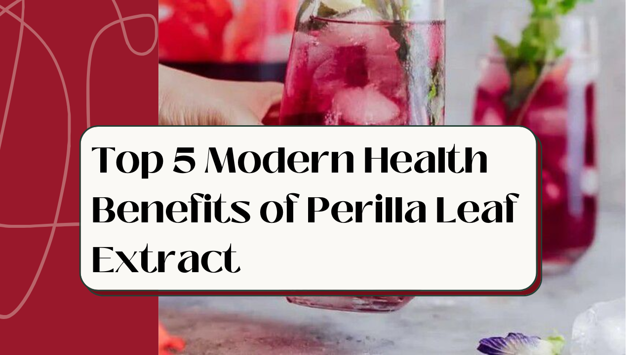 Top 5 Modern Health Benefits of Perilla Leaf Extract